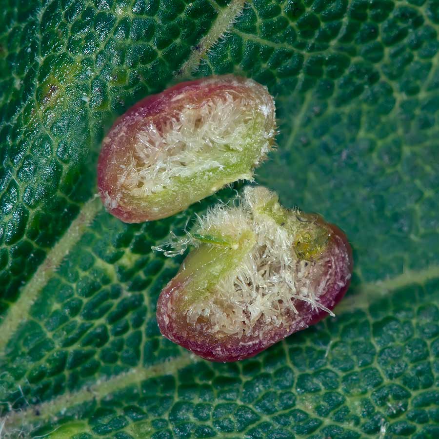 Réf. 123768 — ARACHNIDA > Prostigmata > Eriophyidae > Aceria macrochela ...