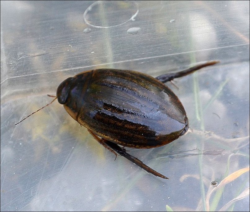 Acilius (Acilius) canaliculatus (Insecta, Coleoptera, Dytiscidae) - www ...