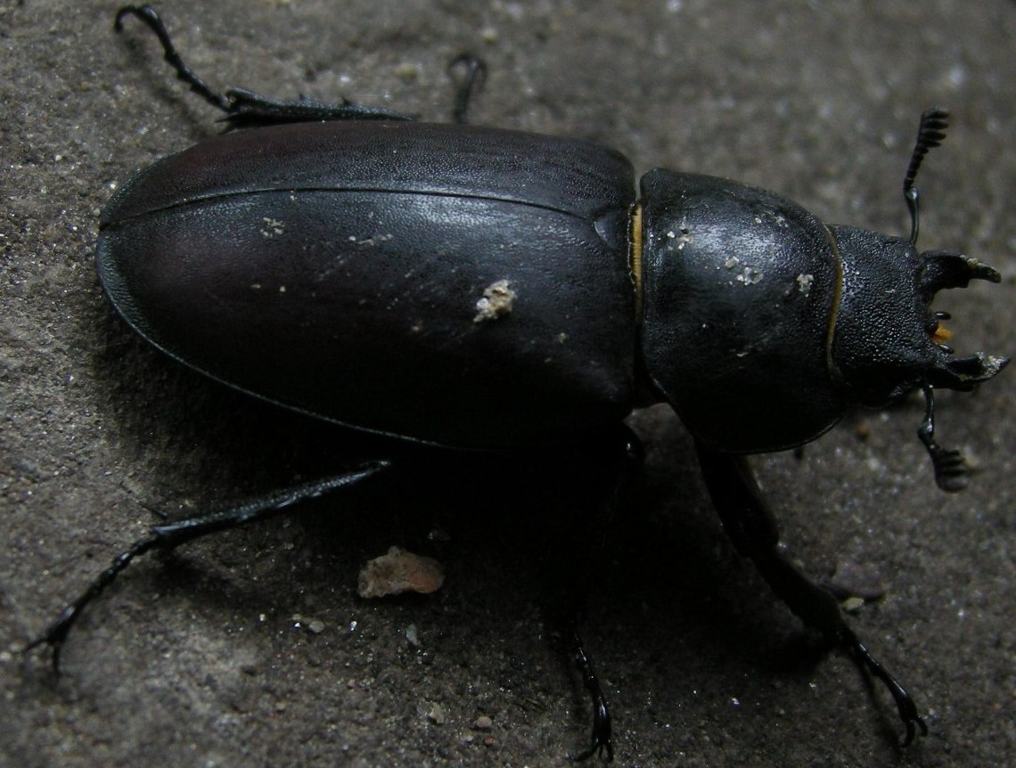 Réf. 123960 — INSECTA > Coleoptera > Lucanidae > Lucanus (Lucanus ...