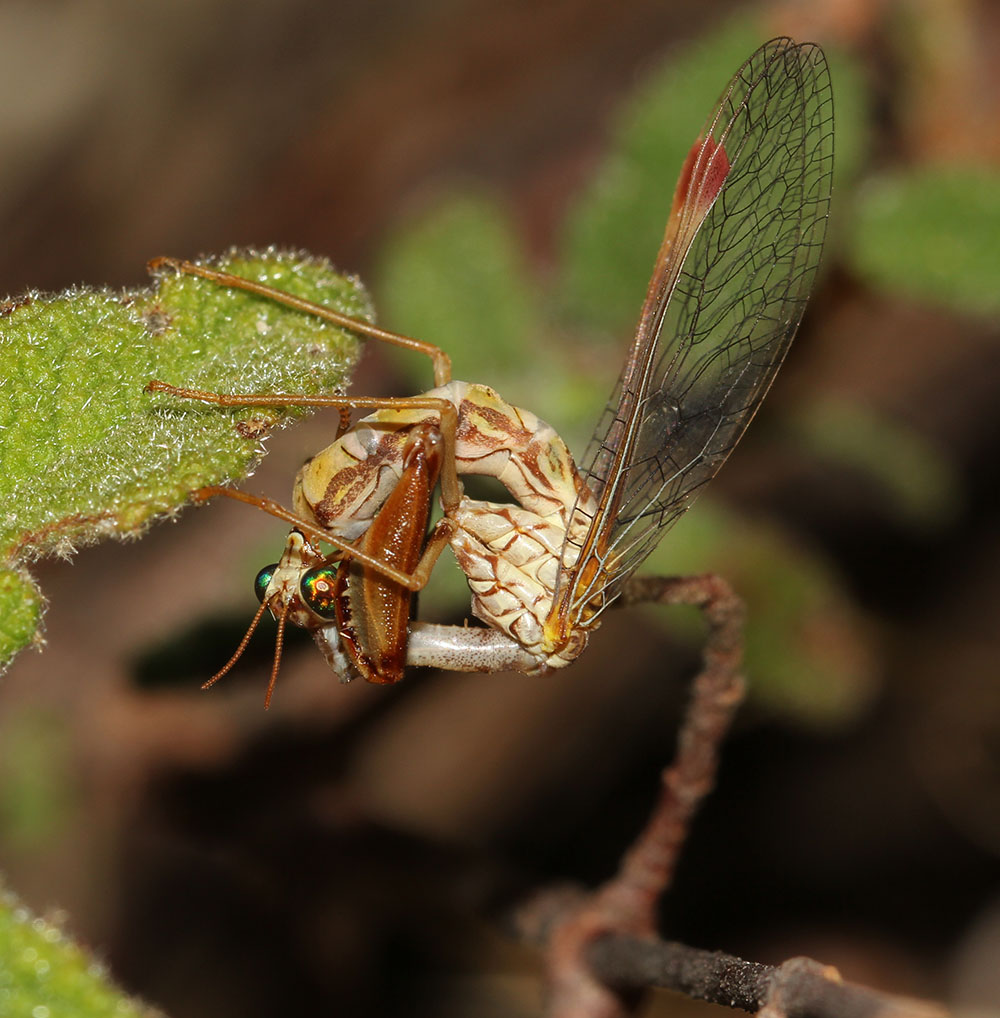 Réf. 123245 — INSECTA > Neuroptera > Mantispidae > Mantispa styriaca ...
