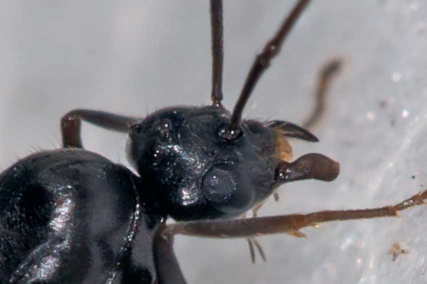 Réf. 124847 — INSECTA > Hymenoptera > Formicidae > Lasius (Lasius) sp ...