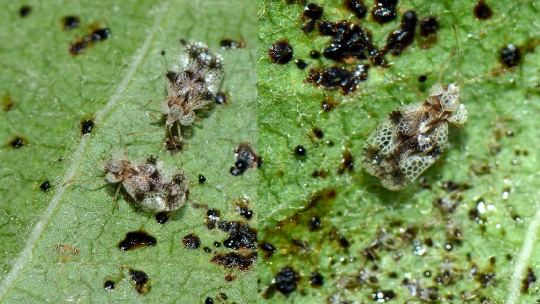 Réf. 124529 — INSECTA > Heteroptera > Tingidae > Stephanitis ...