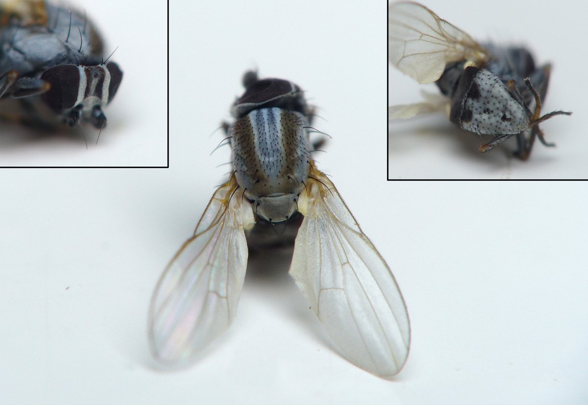 Leucopis sp. (Insecta, Diptera, Chamaemyiidae) - www.galerie-insecte.org