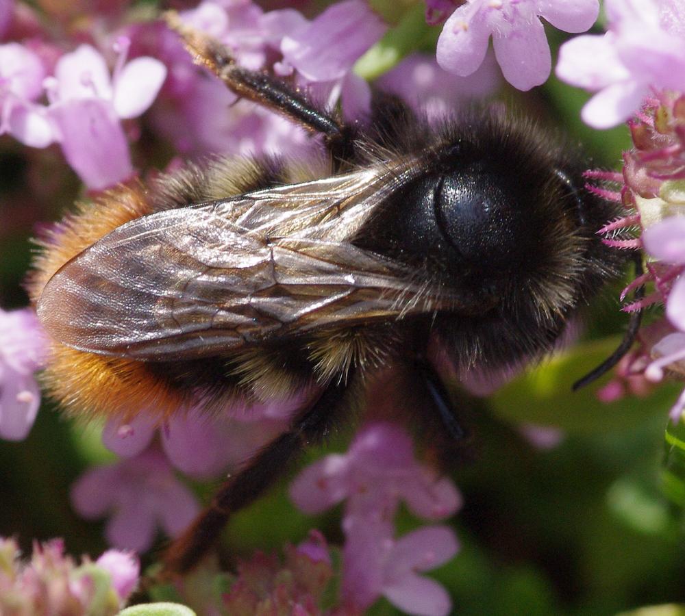 Réf. 125413 — INSECTA > Hymenoptera > Apidae > Bombus (Psithyrus ...