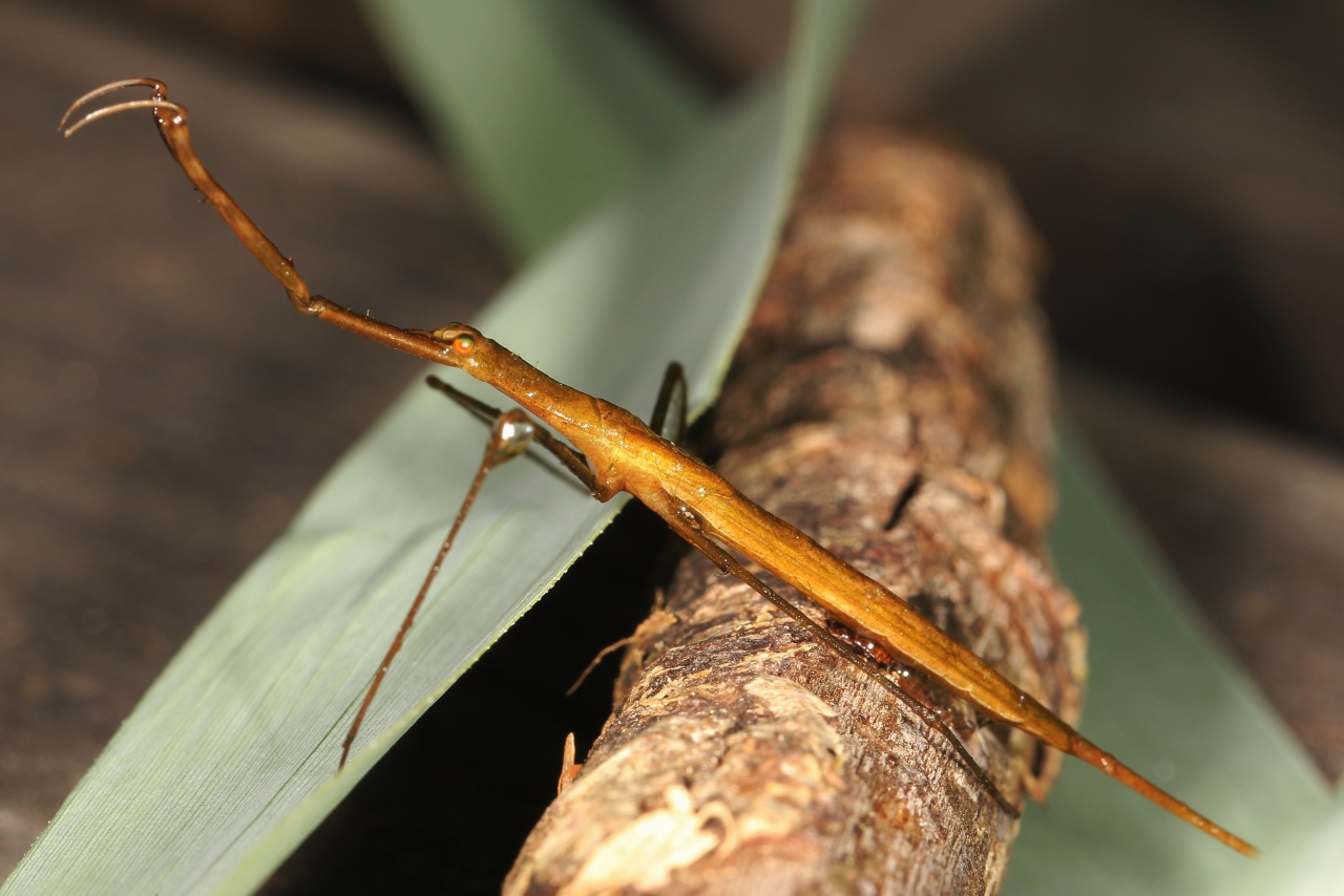 Réf. 125564 — INSECTA > Heteroptera > Nepidae > Ranatra (Ranatra ...