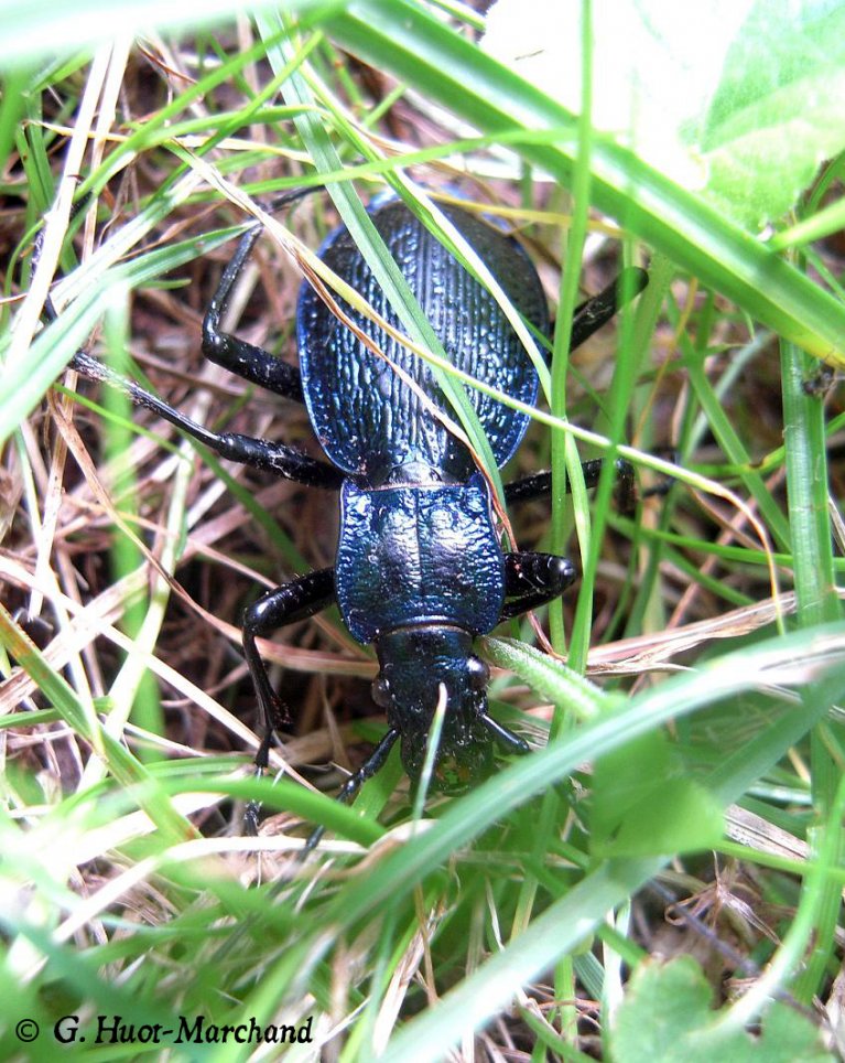 Réf. 126712 — INSECTA > Coleoptera > Carabidae > Carabus (Chaetocarabus ...