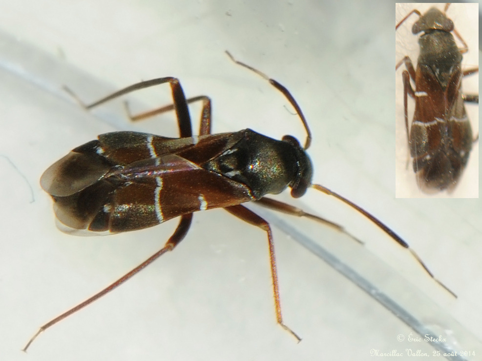 Réf. 127855 — INSECTA > Heteroptera > Miridae > Pilophorus perplexus ...