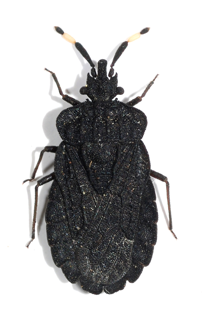 Réf. 127962 — INSECTA > Heteroptera > Aradidae > Aradus signaticornis ...