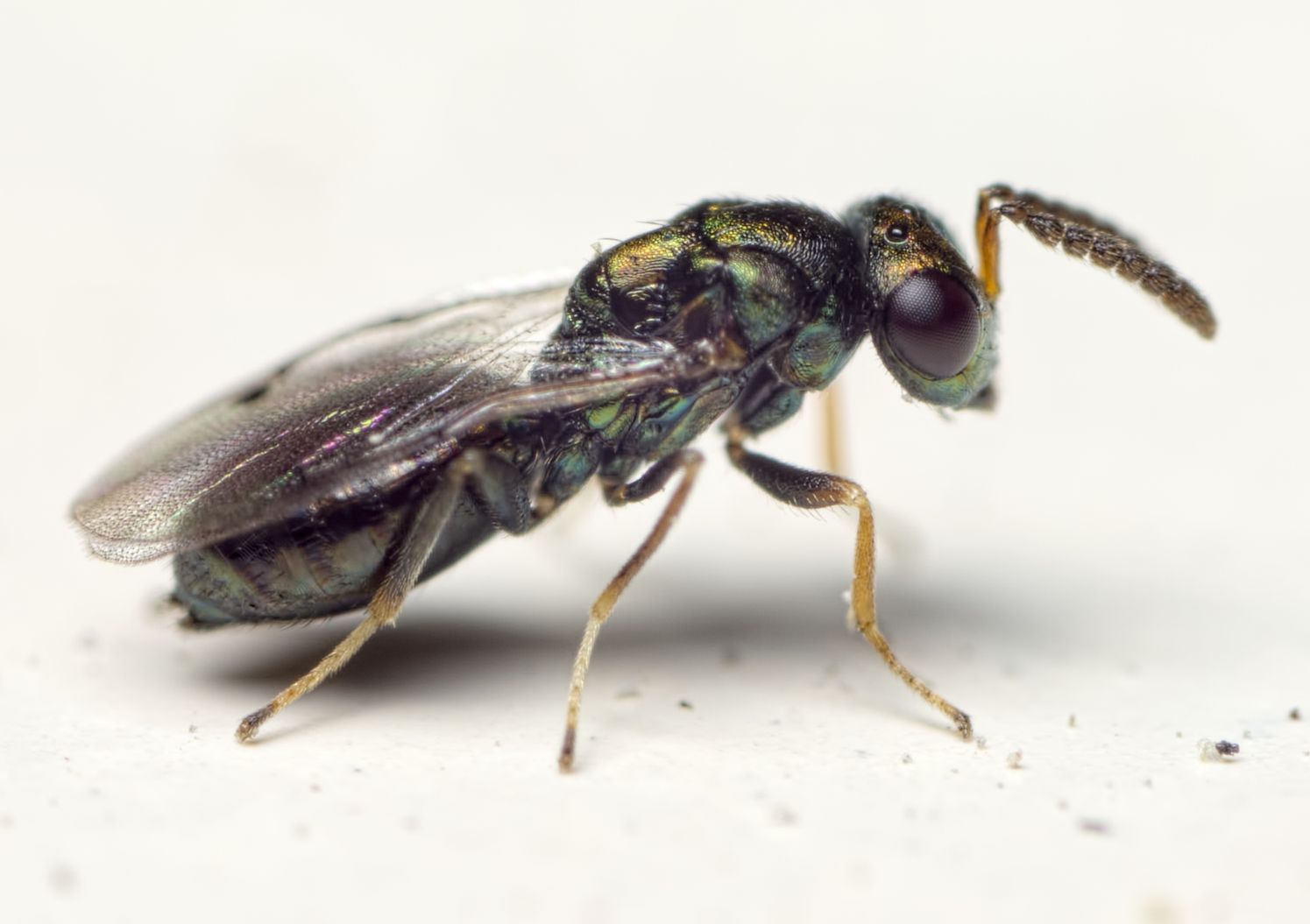 Réf. 127042 — INSECTA > Hymenoptera > Pteromalidae > Gastrancistrus sp ...