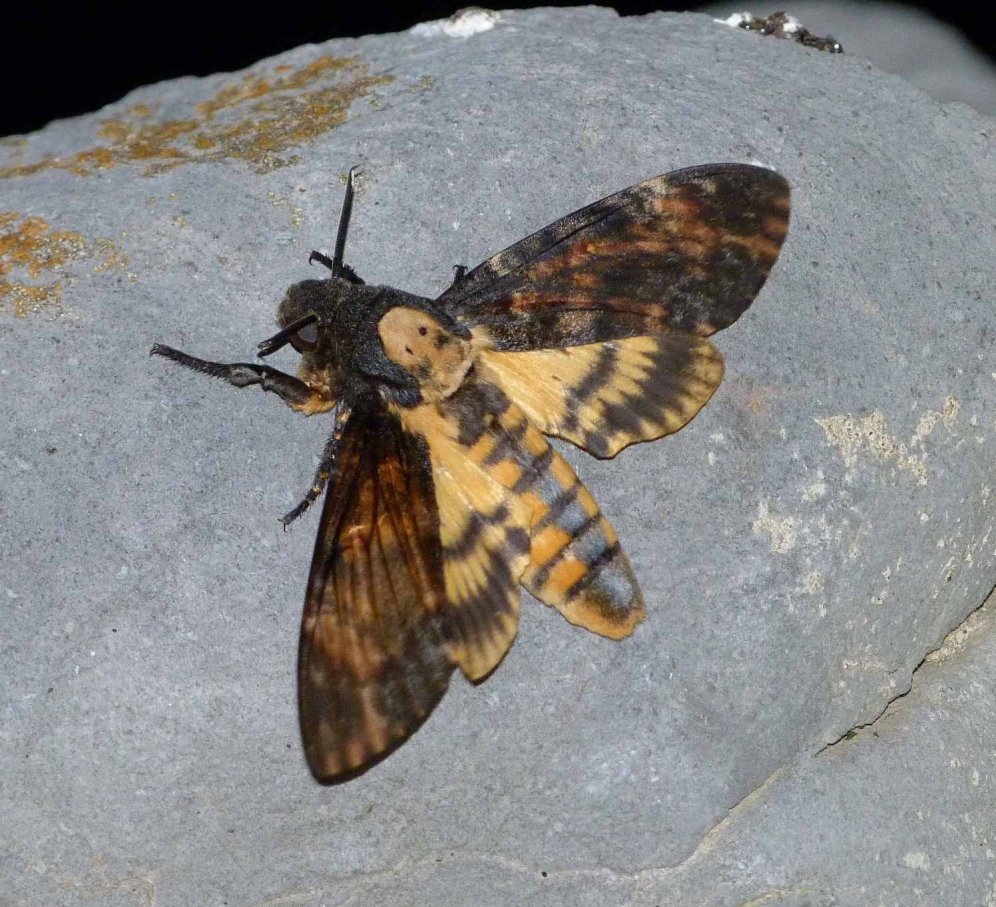 Réf. 128631 — INSECTA > Lepidoptera > Sphingidae > Acherontia atropos ...