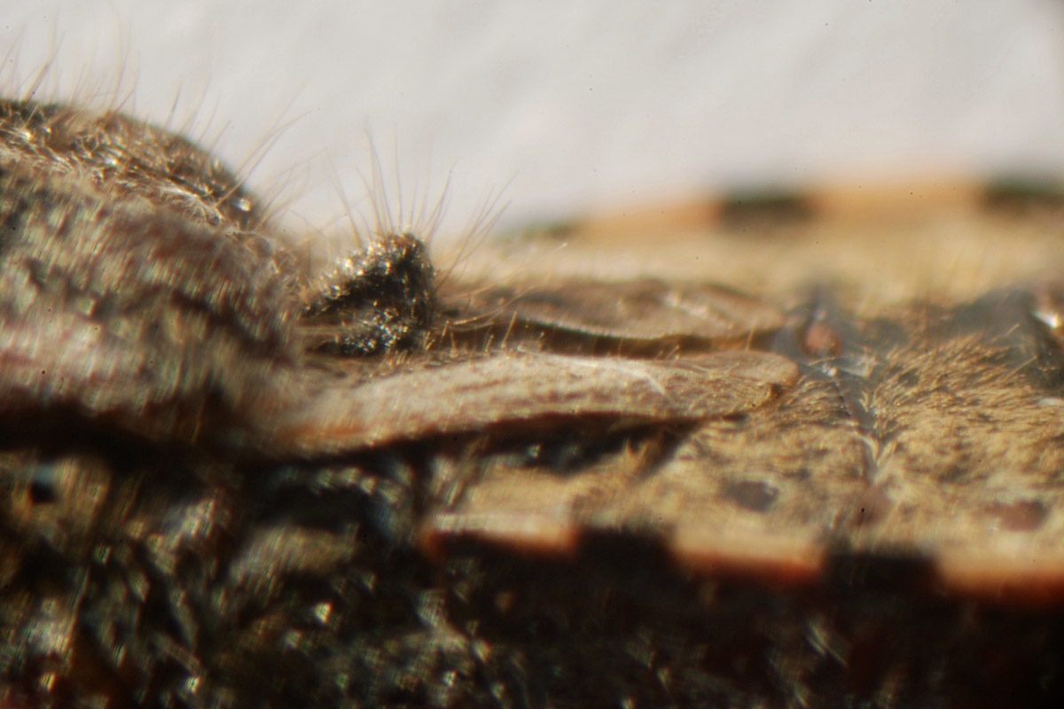 Coranus (Coranus) woodroffei (Insecta, Heteroptera, Reduviidae) - www ...