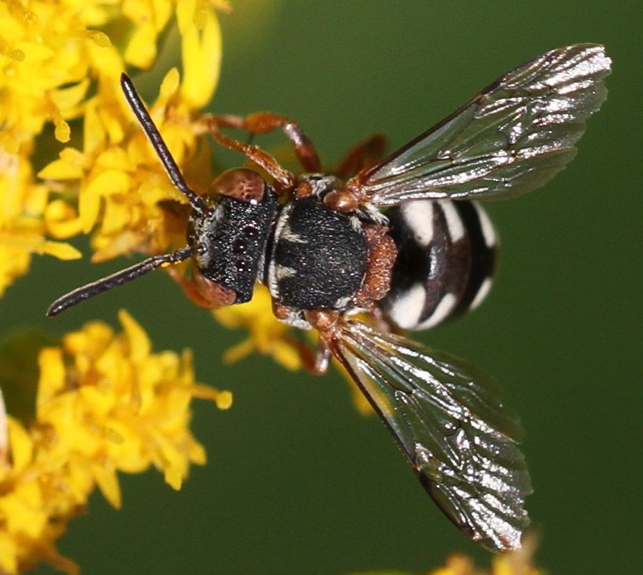 Réf. 128335 — INSECTA > Hymenoptera > Apidae > Epeolus cruciger - www ...