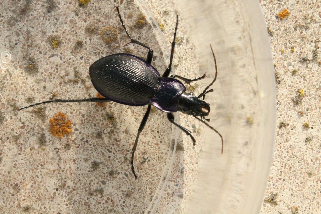 Réf. 128822 — INSECTA > Coleoptera > Carabidae > Carabus (Mesocarabus ...