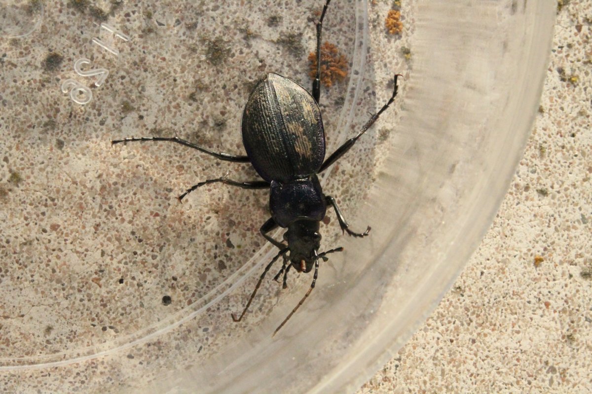 Réf. 128825 — INSECTA > Coleoptera > Carabidae > Carabus (Mesocarabus ...