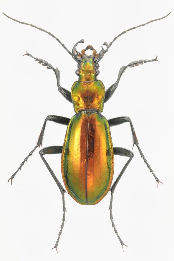 Réf. 128567 — INSECTA > Coleoptera > Carabidae > Carabus (Chrysocarabus ...