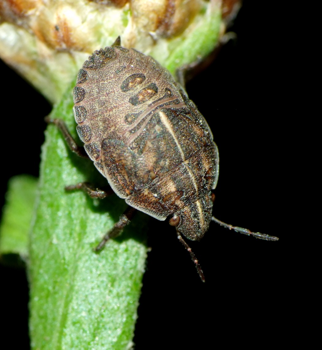 Réf. 128060 — INSECTA > Heteroptera > Scutelleridae > Odontotarsus ...