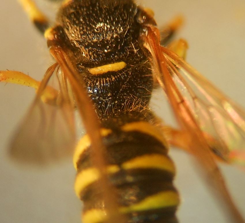 Réf. 128304 — INSECTA > Hymenoptera > Philanthidae > Cerceris ...