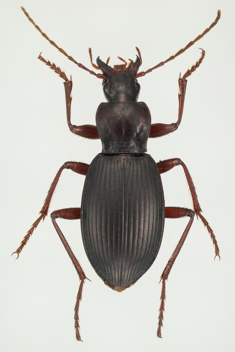 Réf. 129967 — INSECTA > Coleoptera > Carabidae > Laemostenus (Actenipus ...