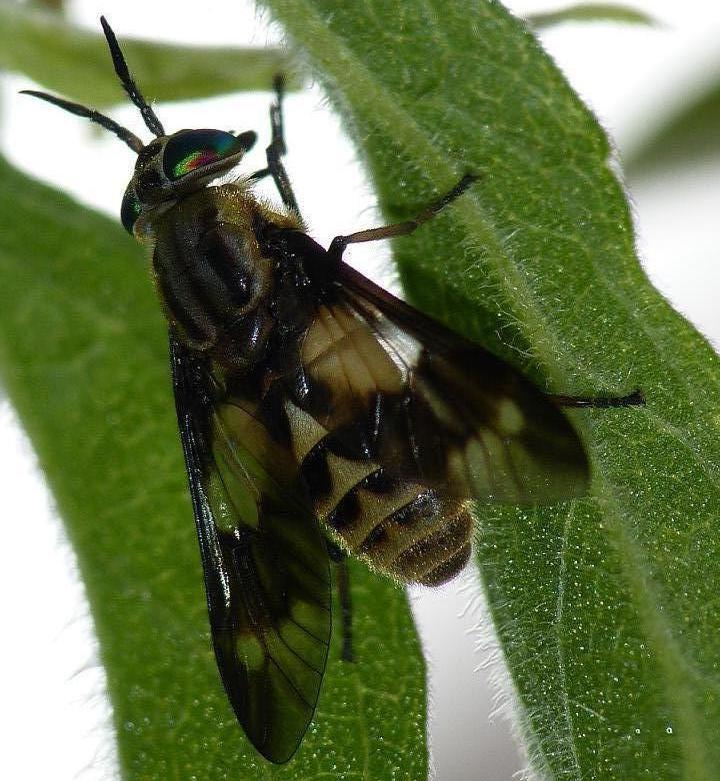 Réf. 129557 — INSECTA > Diptera > Tabanidae > Chrysops (Chrysops ...