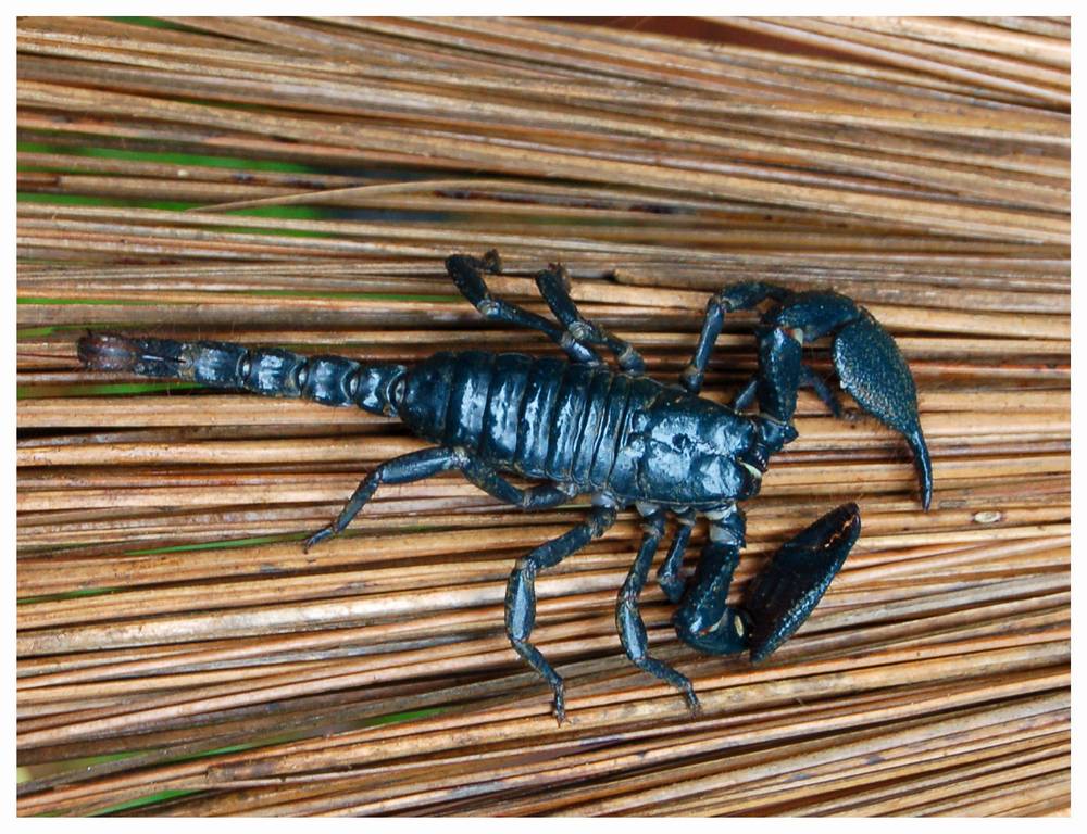 Réf. 13429 — ARACHNIDA > Scorpiones > Scorpionidae > Heterometrus sp ...