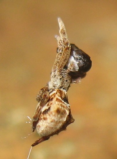 Réf. 13905 — ARACHNIDA > Araneae > Uloboridae > Hyptiotes paradoxus ...