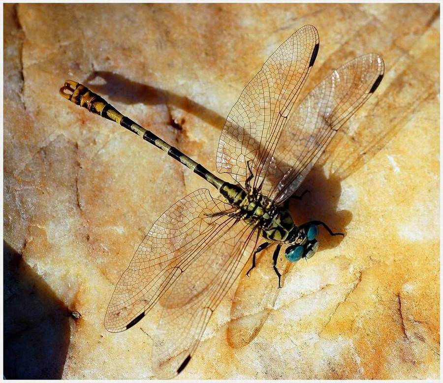 Réf. 13571 — INSECTA > Odonata > Gomphidae > Onychogomphus forcipatus unguiculatus - www.galerie ...