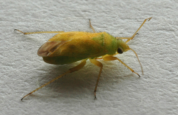 Réf. 13370 — INSECTA > Heteroptera > Miridae > Megalocoleus tanaceti ...