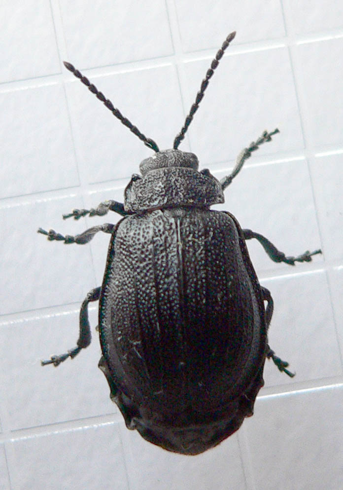 Réf. 13896 — INSECTA > Coleoptera > Chrysomelidae > Galeruca (Galeruca ...