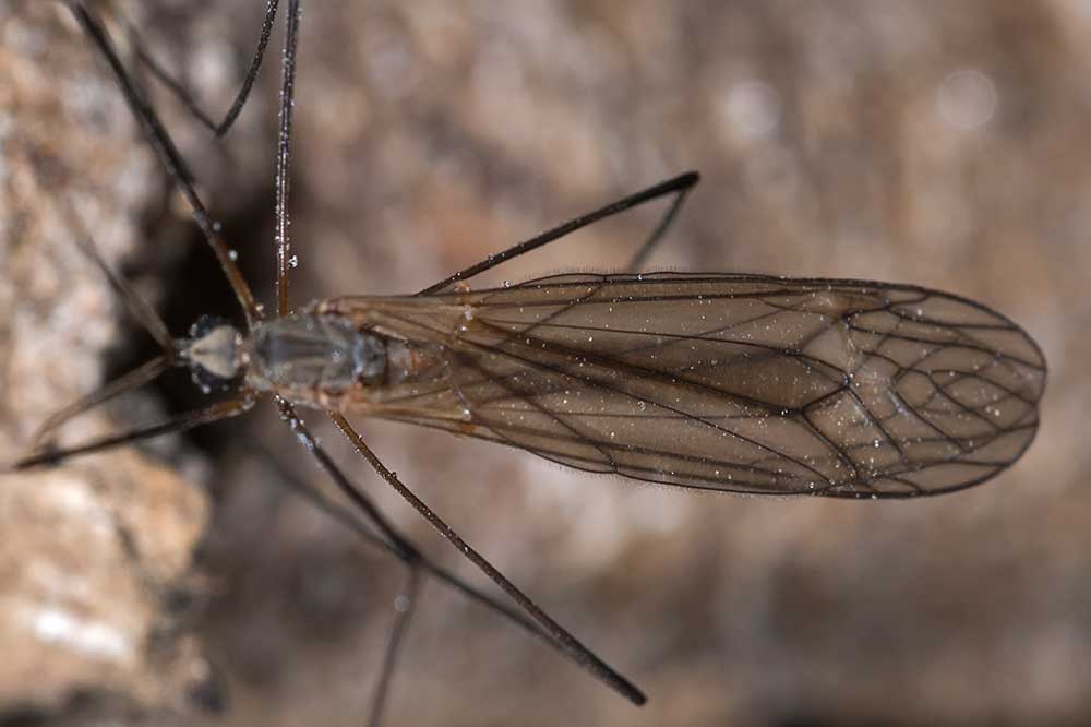 Réf. 130331 — INSECTA > Diptera > Tipulidae > Tipula (Savtshenkia ...