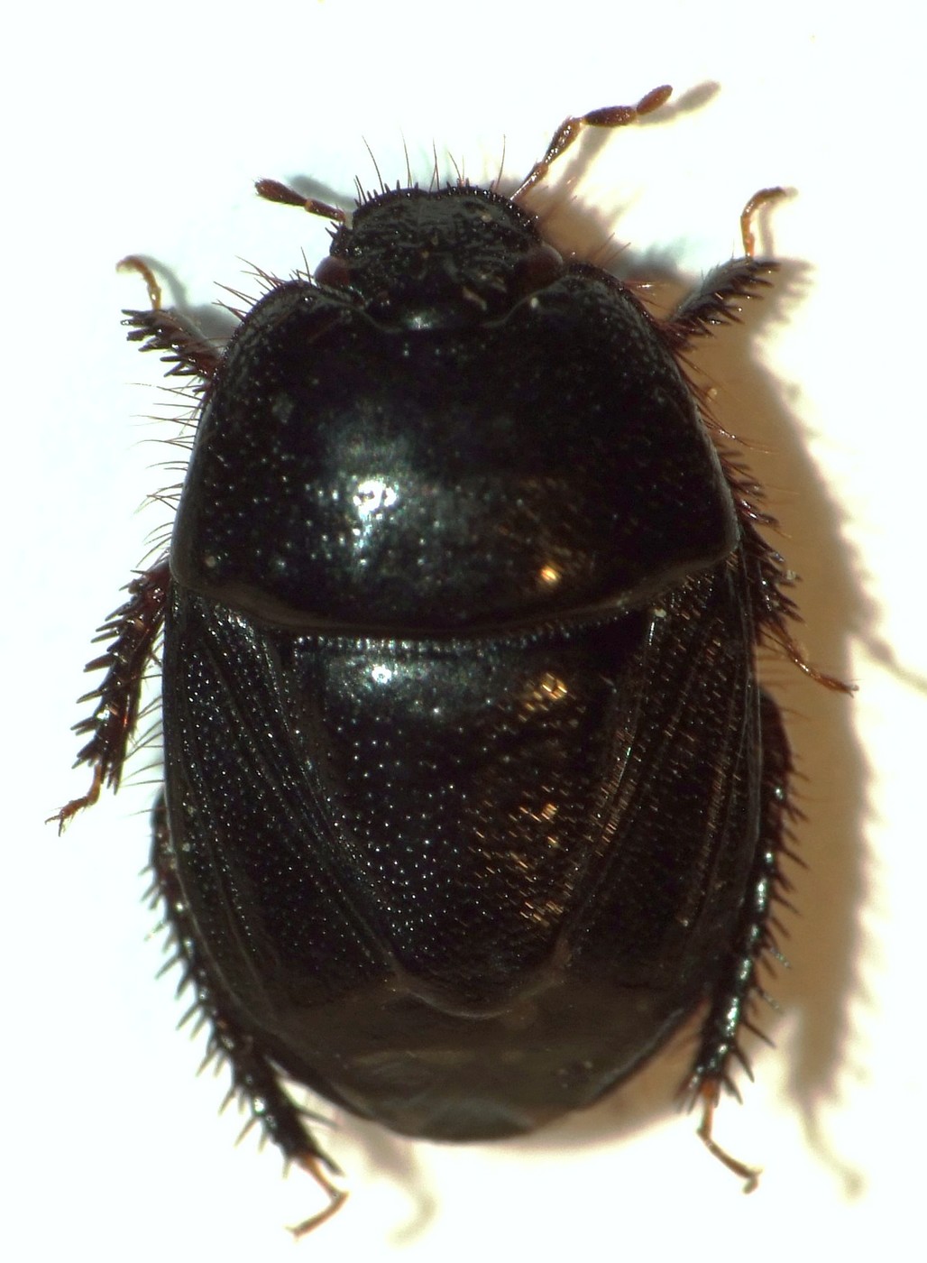 Réf. 130228 — INSECTA > Heteroptera > Cydnidae > Aethus pilosus - www ...