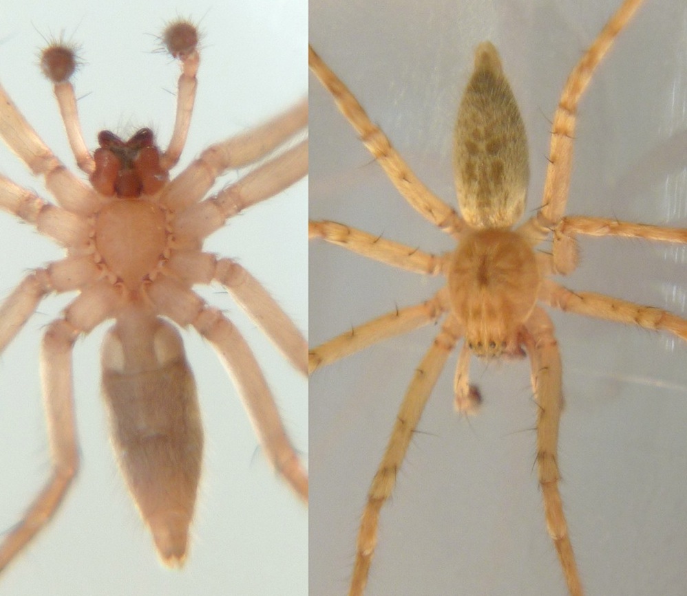 Réf. 130576 — ARACHNIDA > Araneae > Anyphaenidae > Anyphaena numida ...