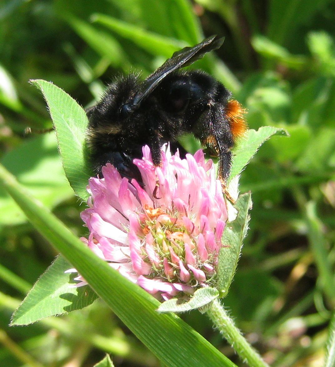 Réf. 130157 — INSECTA > Hymenoptera > Apidae > Bombus (Psithyrus ...