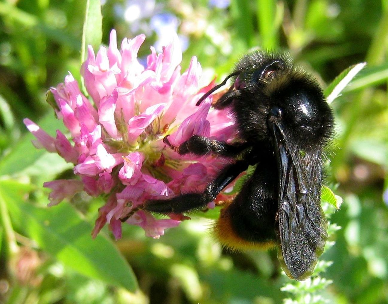 Réf. 130159 — INSECTA > Hymenoptera > Apidae > Bombus (Psithyrus ...
