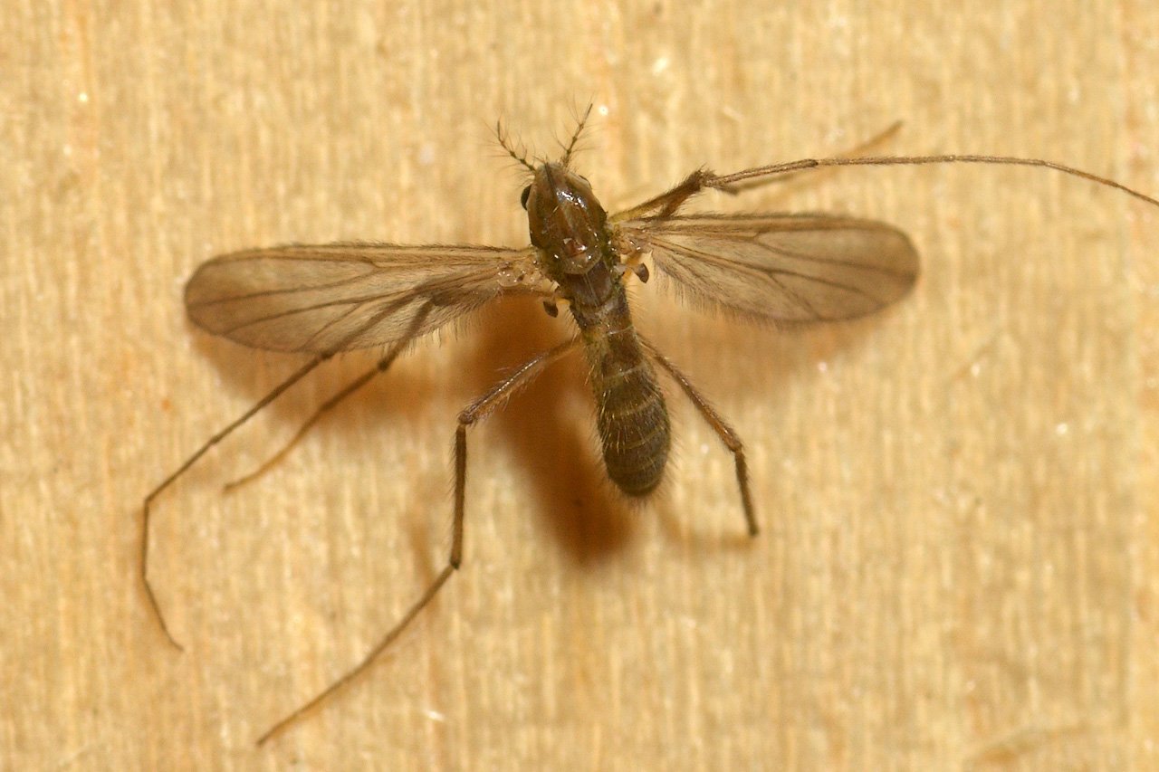 Réf. 130354 — INSECTA > Diptera > Chironomidae > Polypedilum ...