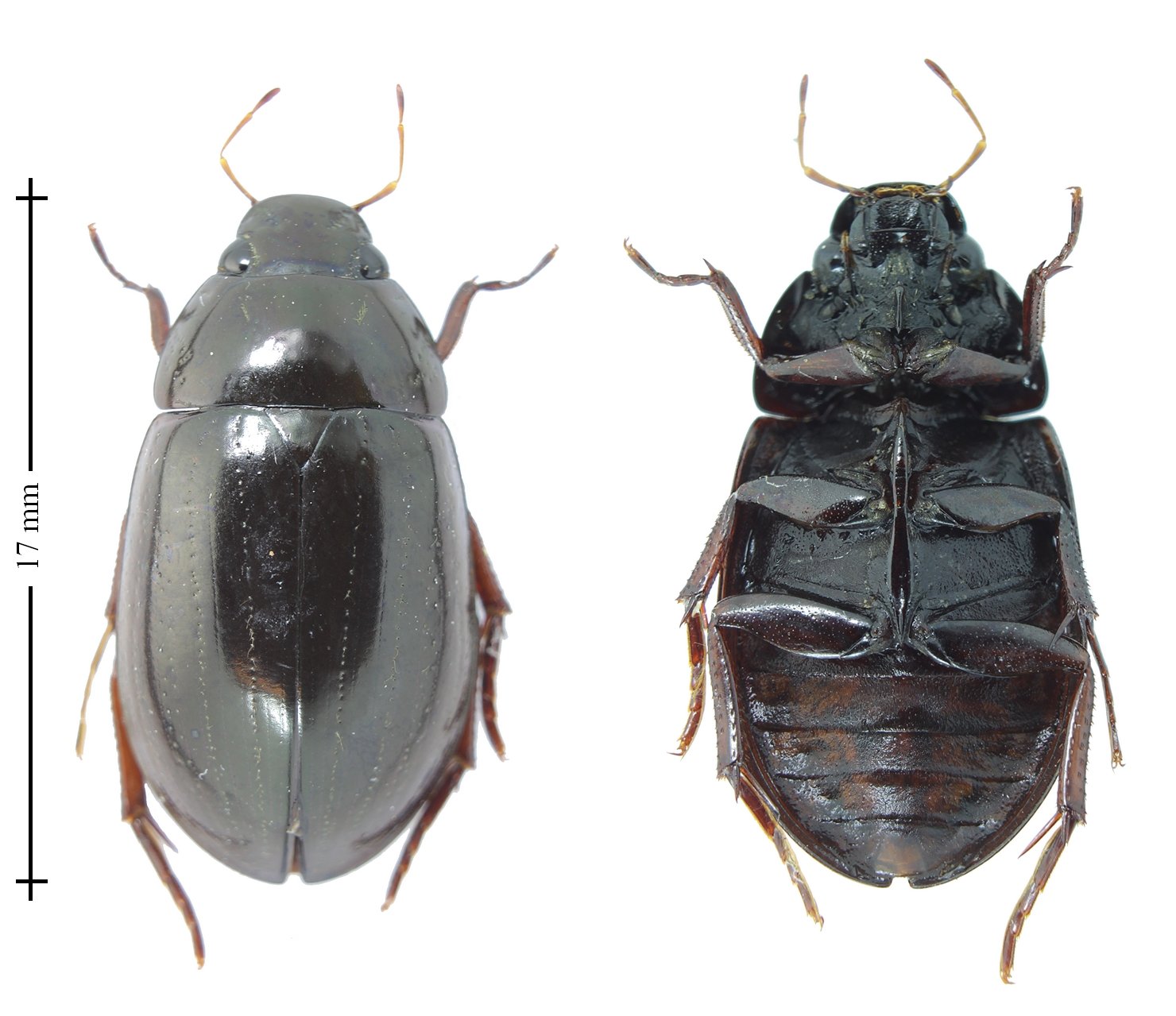 Réf. 130705 — INSECTA > Coleoptera > Hydrophilidae > Hydrochara ...