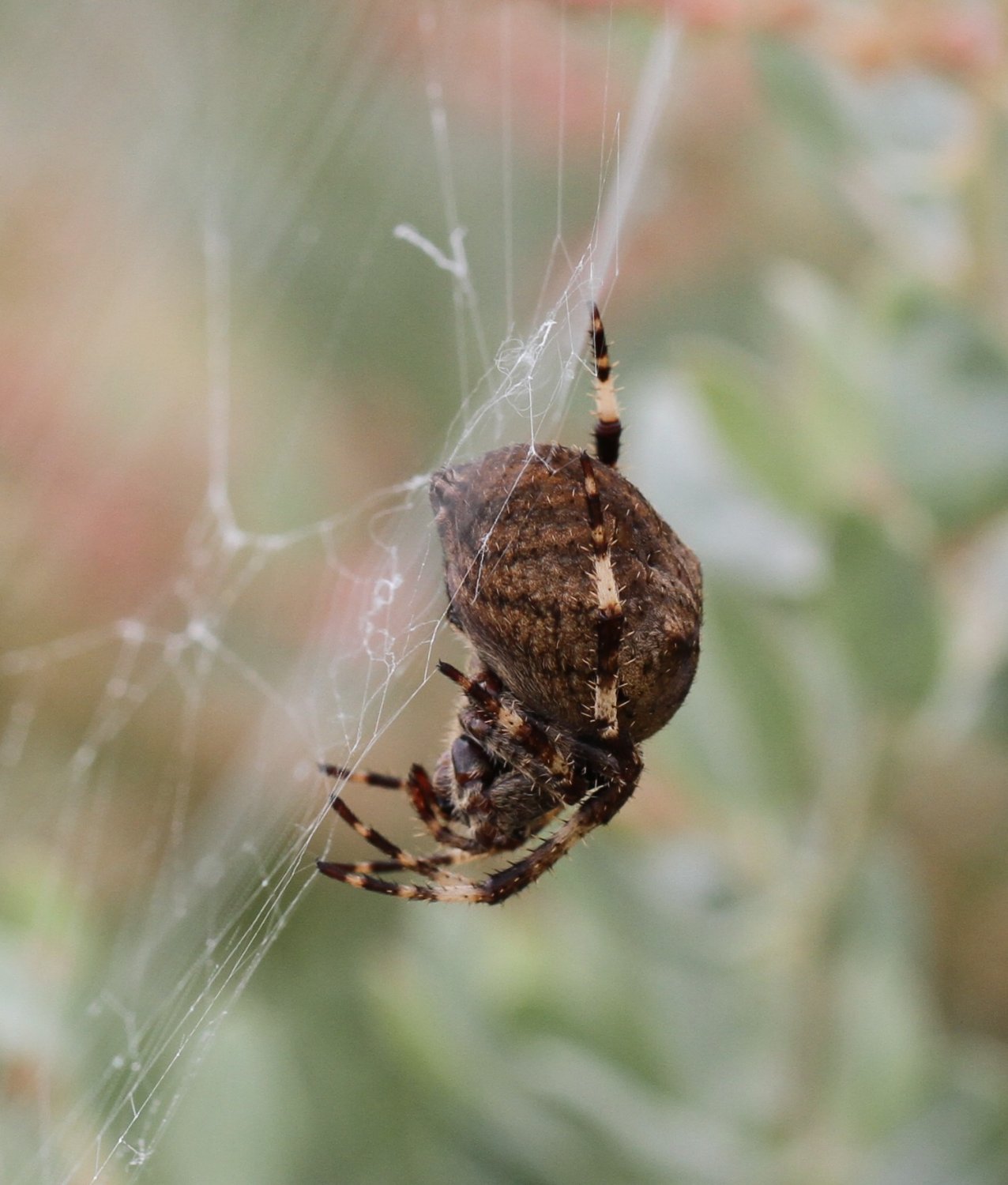 Réf. 130174 — ARACHNIDA > Araneae > Araneidae > Araneus angulatus - www ...