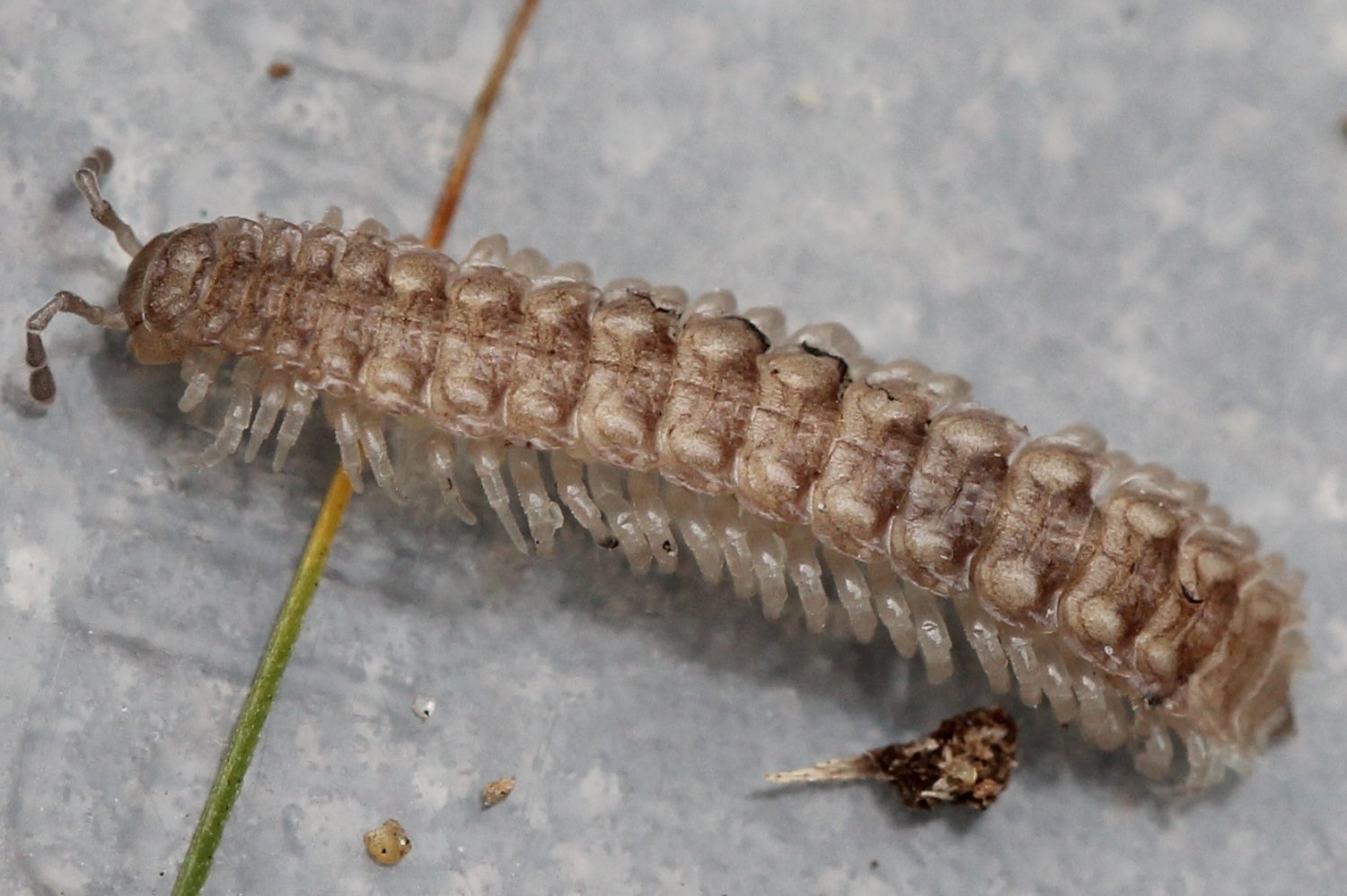 Réf. 130084 — DIPLOPODA > Polydesmida > Polydesmidae > Polydesmus ...