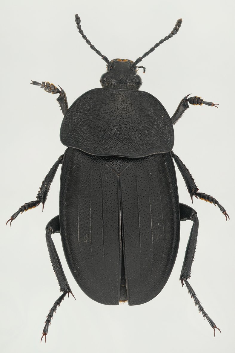 Réf. 130911 — INSECTA > Coleoptera > Silphidae > Silpha obscura - www ...