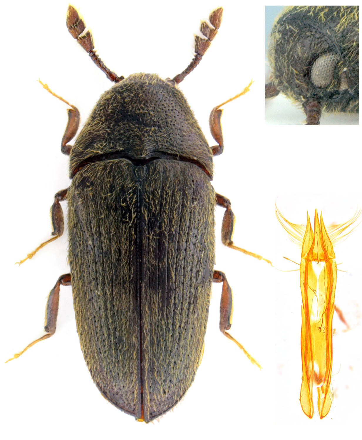 Réf. 131907 — INSECTA > Coleoptera > Throscidae > Trixagus meybohmi ...