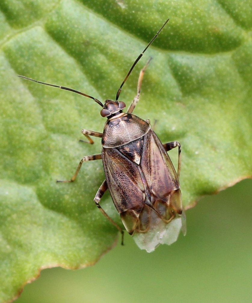 Réf. 131039 — INSECTA > Heteroptera > Miridae > Lygus sp. - www.galerie ...