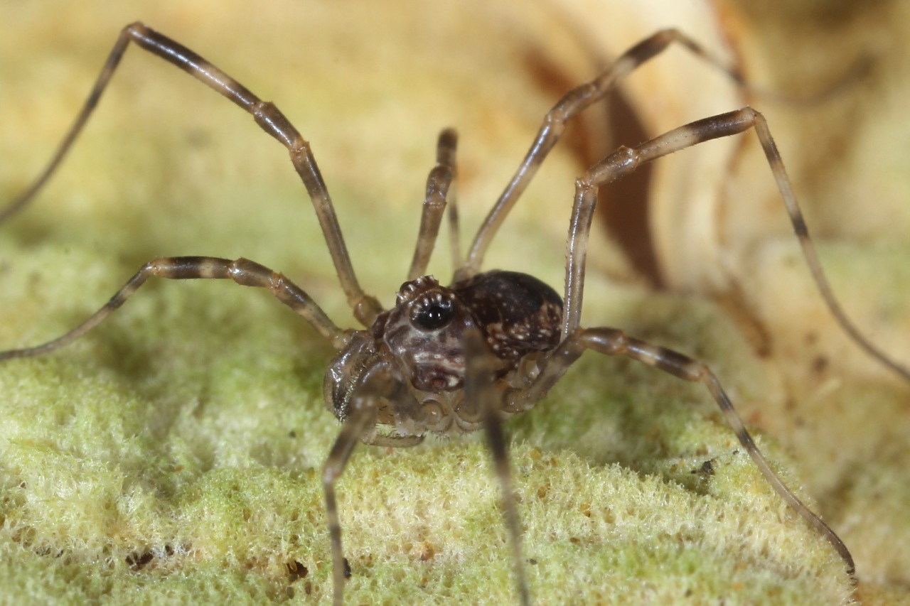 Réf. 131240 — ARACHNIDA > Opiliones > Phalangiidae > Rilaena ...