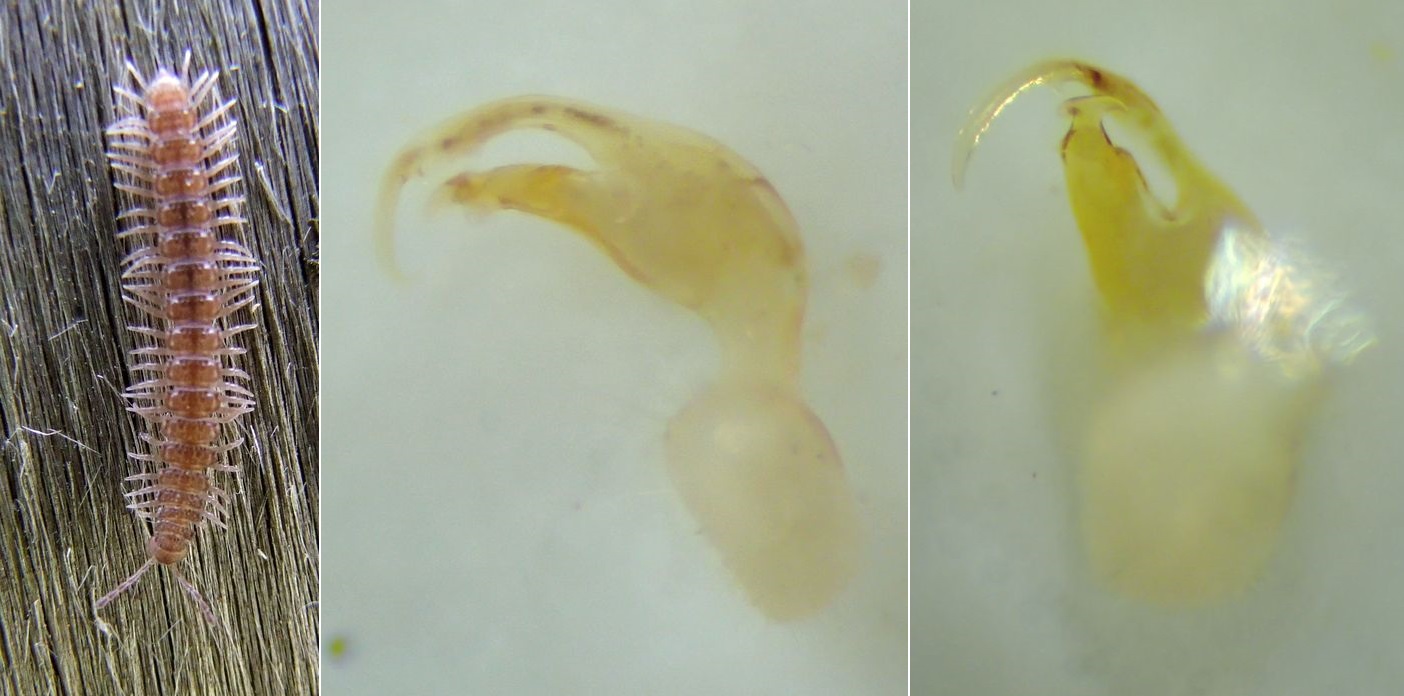 Réf. 131924 — DIPLOPODA > Polydesmida > Polydesmidae > Polydesmus ...