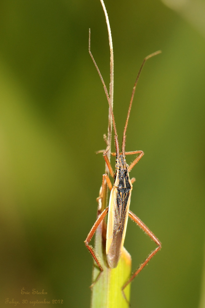 Notostira elongata (Insecta, Heteroptera, Miridae) - www.galerie ...
