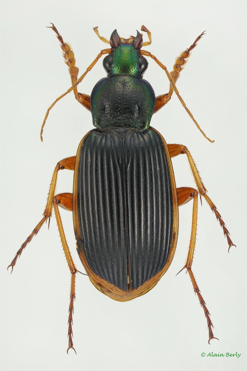 Réf. 132587 — INSECTA > Coleoptera > Carabidae > Chlaenius (Epomis ...