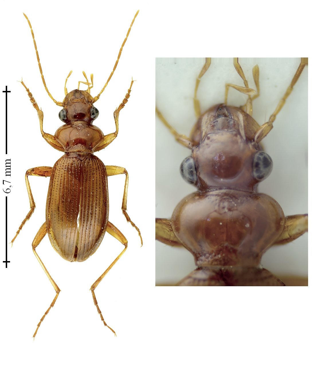 Réf. 133058 — INSECTA > Coleoptera > Carabidae > Leistus (Leistus ...
