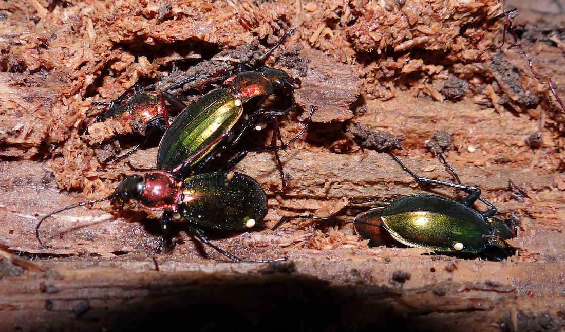 Réf. 133247 — INSECTA > Coleoptera > Carabidae > Carabus divers - www ...