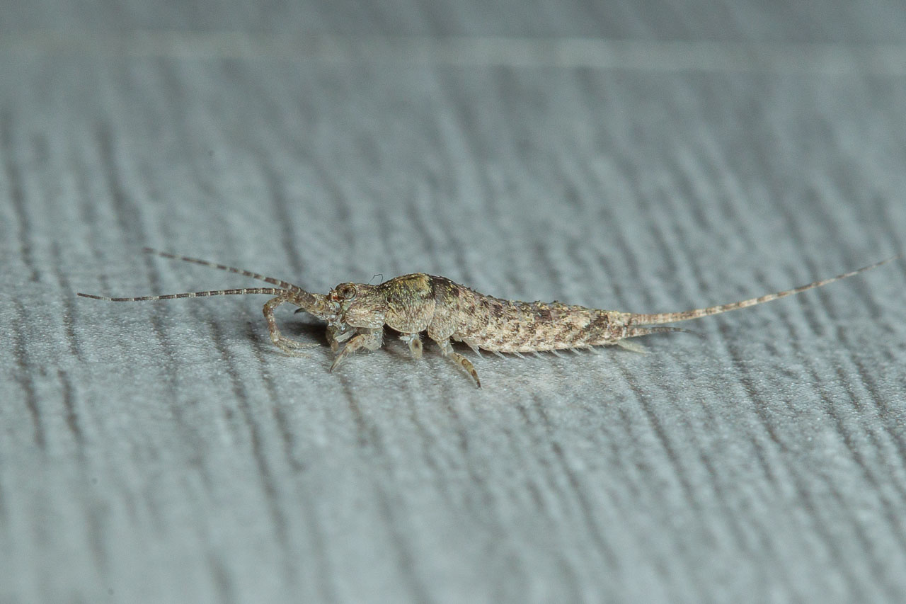 Réf. 133583 — INSECTA > Archeognatha > Machilidae > Machilis sp. - www ...