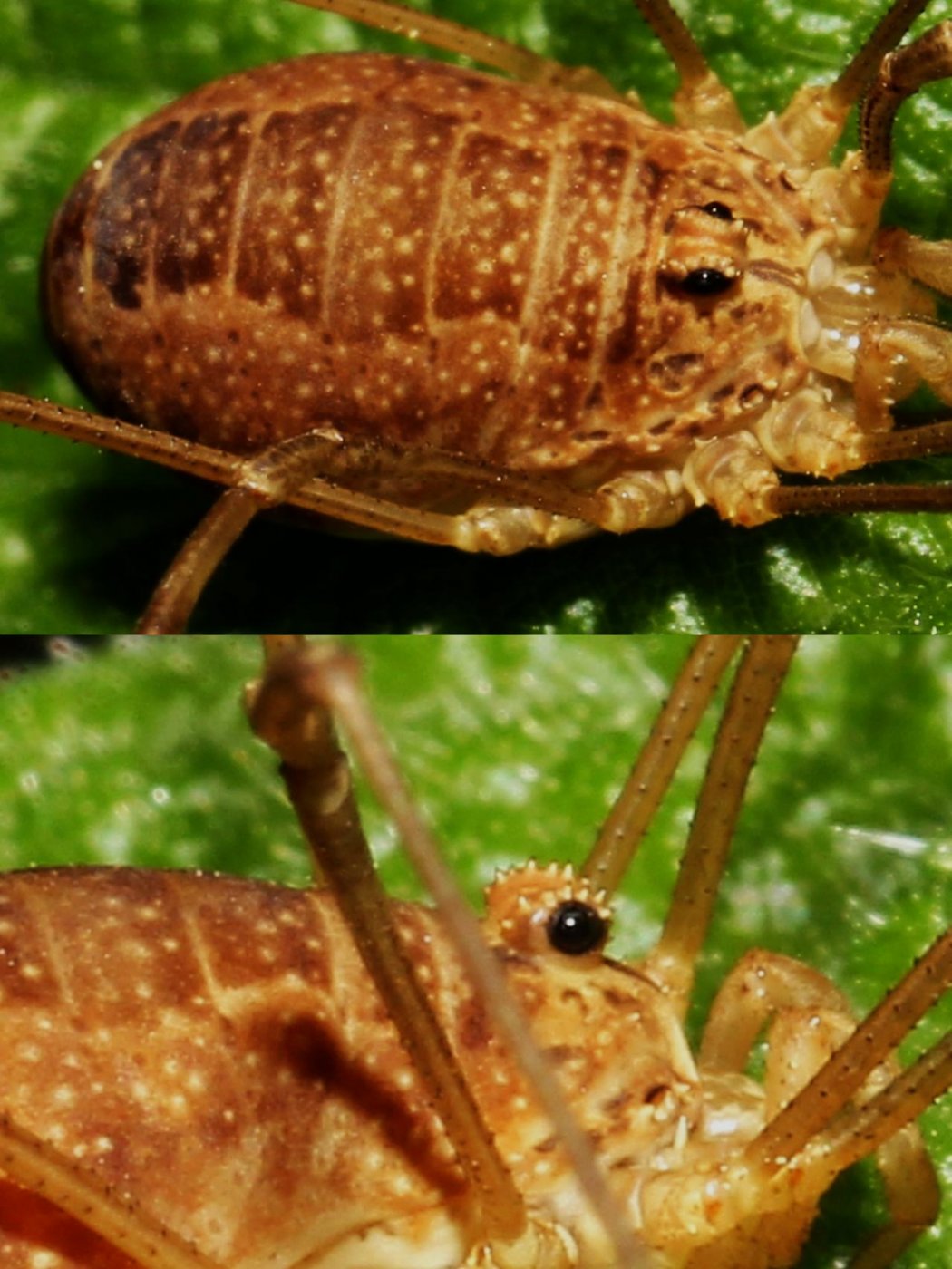 Réf. 133919 — ARACHNIDA > Opiliones > Phalangiidae > Rilaena ...