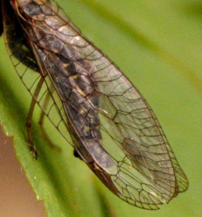 Réf. 133726 — INSECTA > Raphidioptera > Raphidiidae > Phaeostigma ...