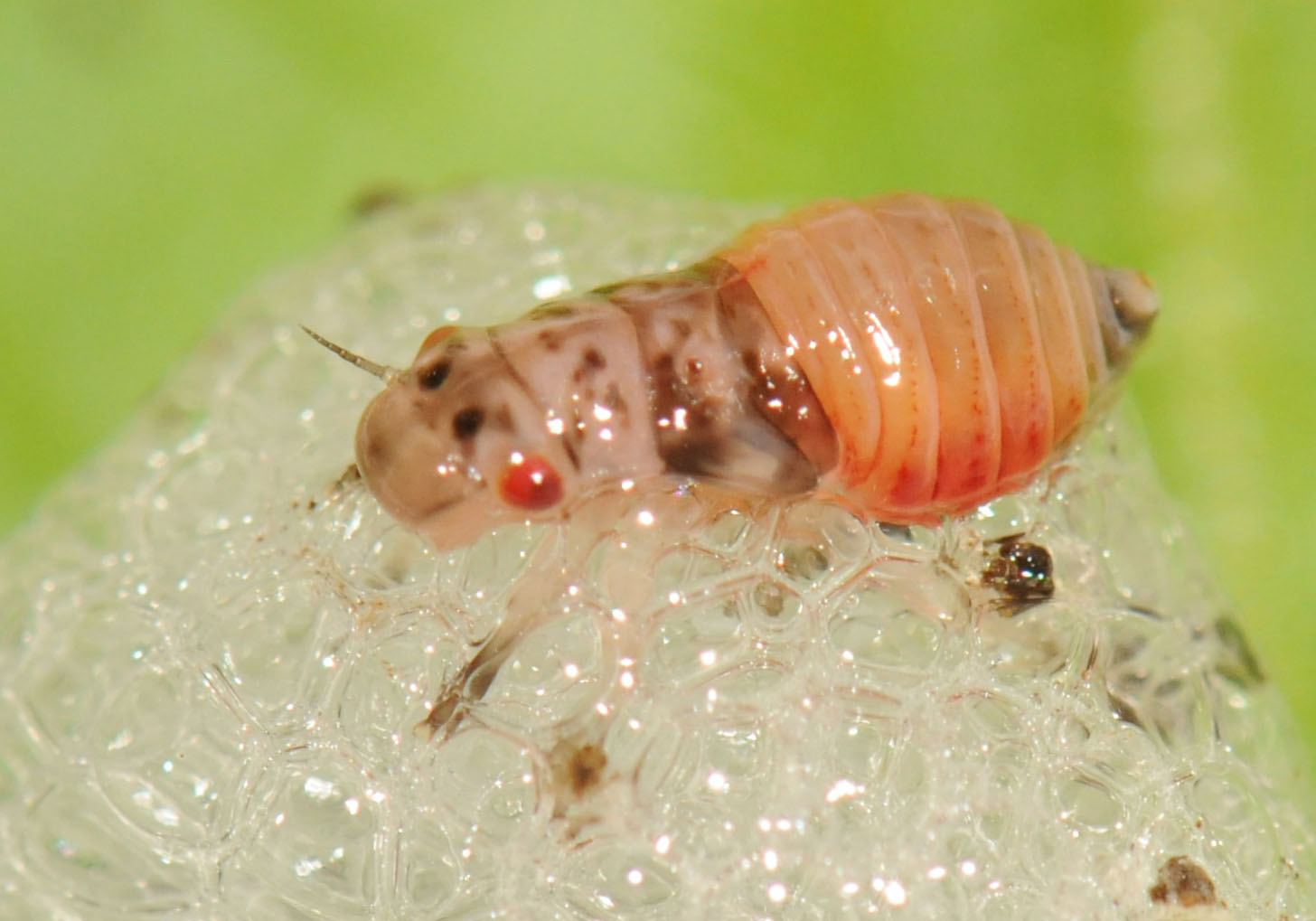 Réf. 134516 — INSECTA > Homoptera > Aphrophoridae > Aphrophora alni ...